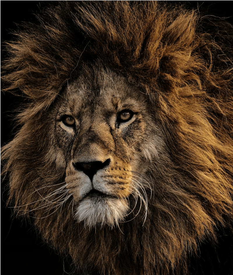 Centurion Tours: We Go Where Life Takes You