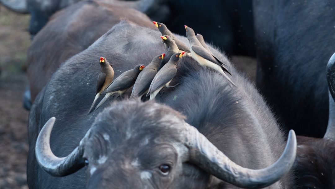 An Introduction to Mutualism: Definition, Examples · Planet Wild