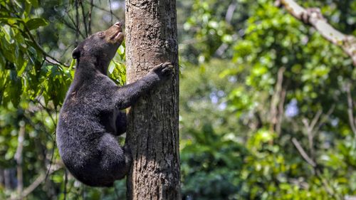 Sun bears: The world’s smallest and most vulnerable bear · Planet Wild