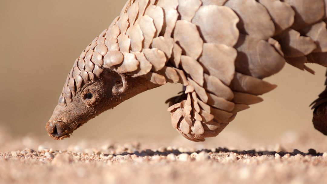 All About Pangolins: Habitat, Diet, Characteristics · Planet Wild