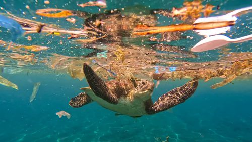 Deep Dive: How Plastic Impacts Marine Life · Planet Wild