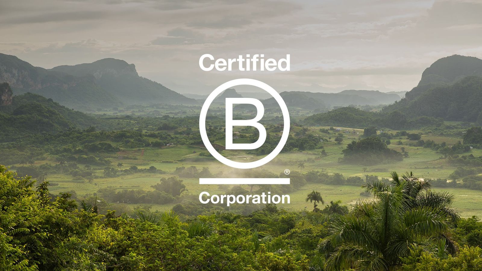 Navigating the New B Corp Standards: What Businesses Need to Know