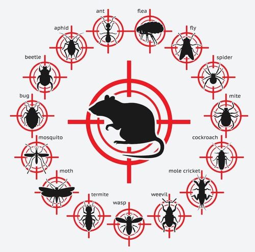 Pest Control Now - Exterminator Service 24/7
