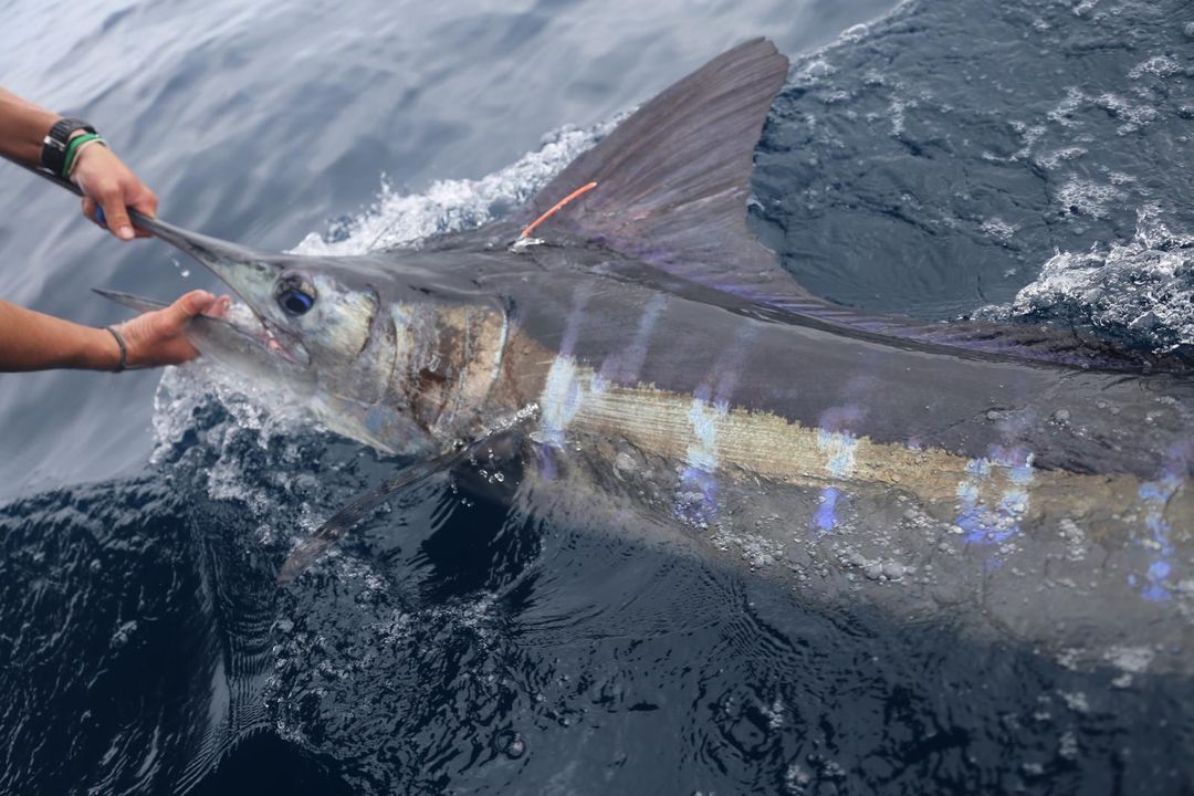 Los Locos | Magdalena Bay Fishing