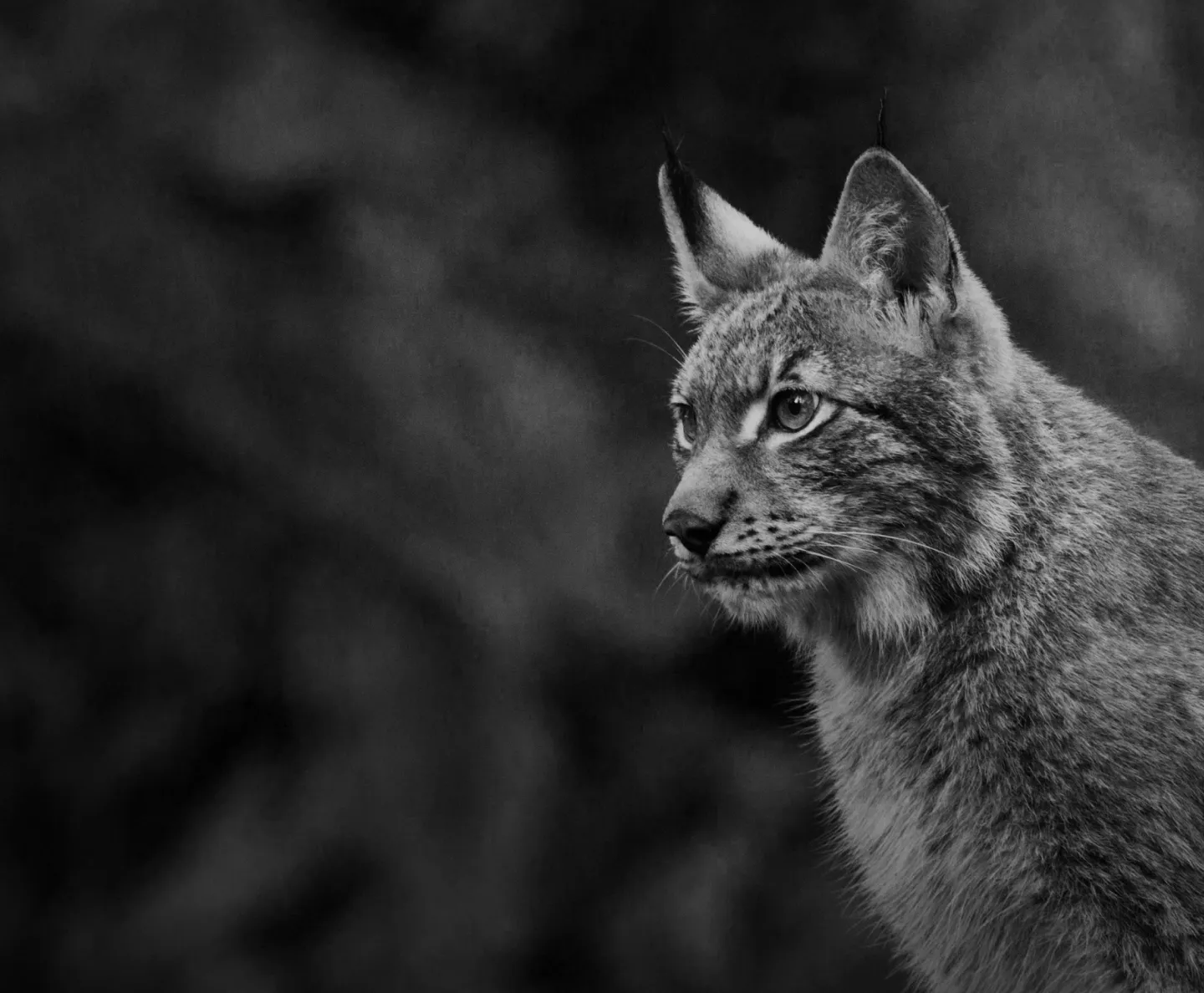 Lynx – Diversified Risk. Undiversified Returns.
