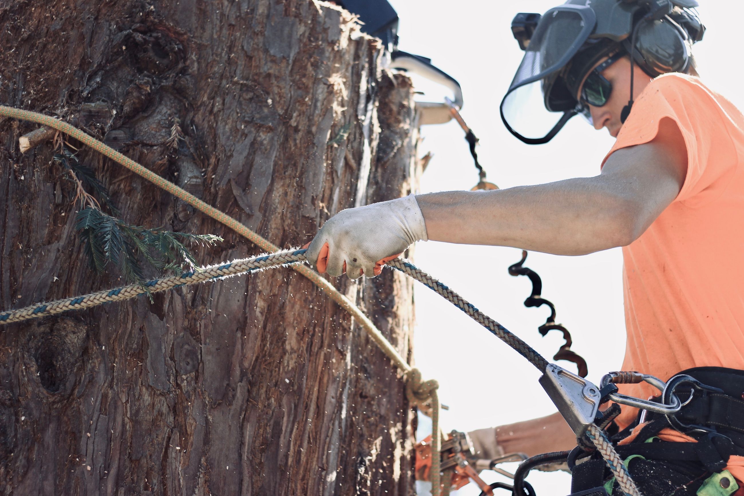 Tree Removal vs. Tree Felling: Key Differences Explained