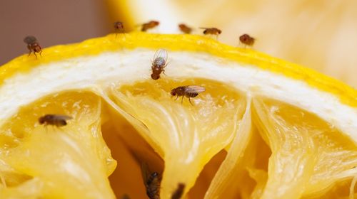 Beyond the Buzz: How Fruit Flies May Trigger Allergic Reactions