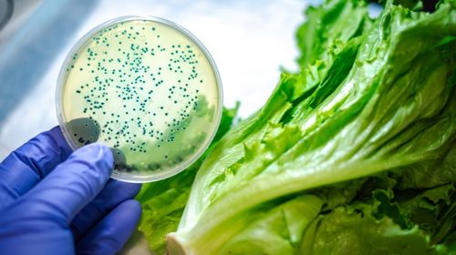 From Kitchen to Table: How to Avoid Cross Contamination