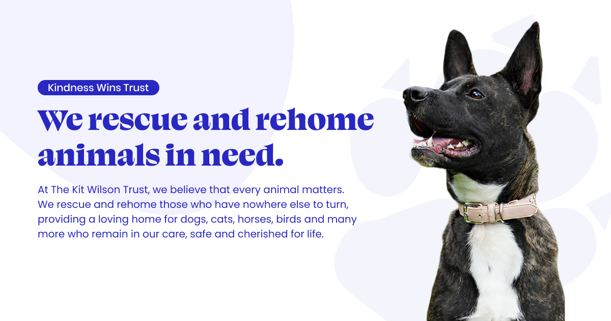Animal Rehoming | Kit Wilson Trust for Animal Welfare