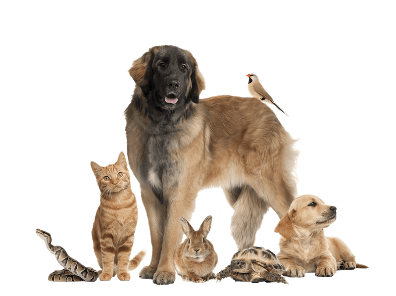 Comprehensive Animal Care Around the Clock | Paramount 24 Hr Animal ...