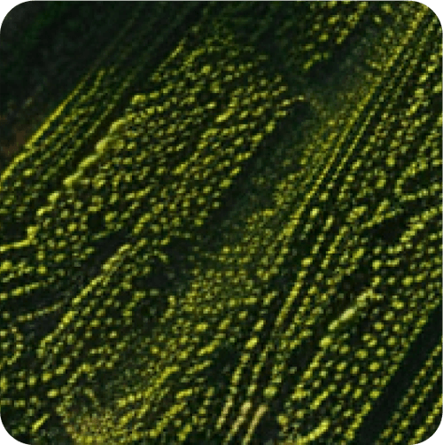 Innovative Bio-based Pest Control - Catalera BioSolutions