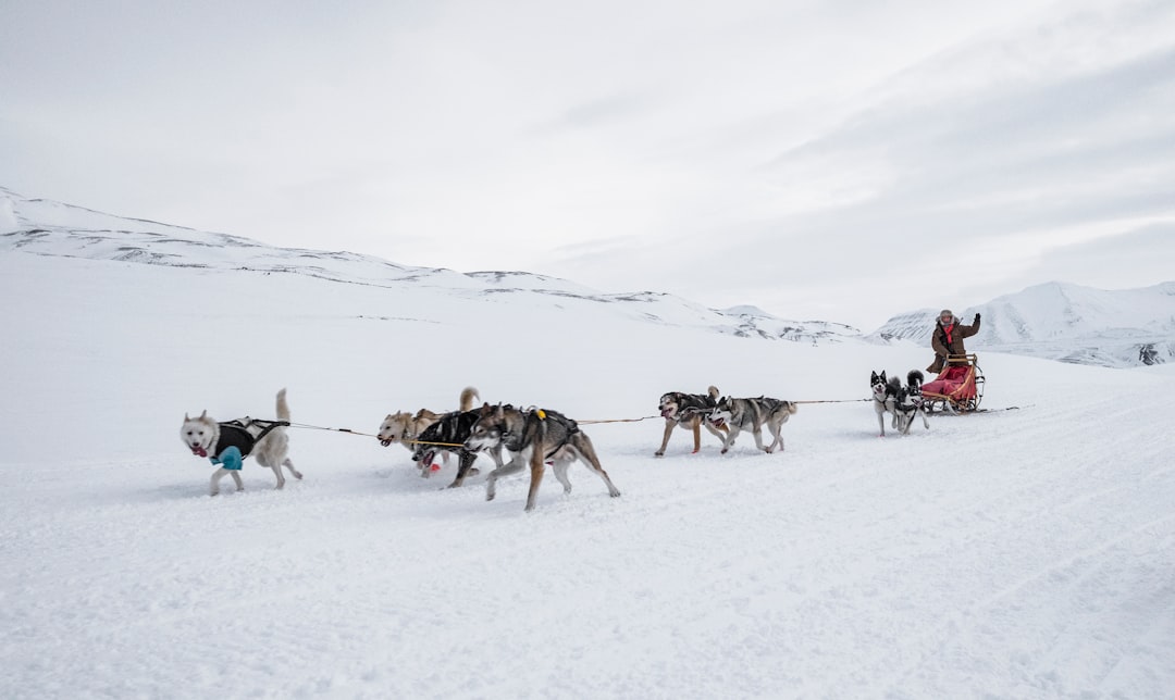 Google Ads for Dog Sledding Tours: A Comprehensive Setup Guide | Sona
