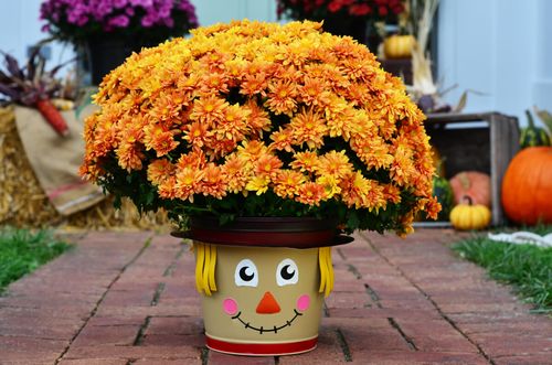 Fall Mum Fundraiser For Schools | Joco Growers