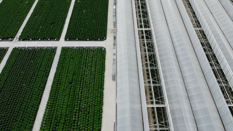 JOCO Growers: Best Spring Flower & Fall Mum Fundraising Greenhouse