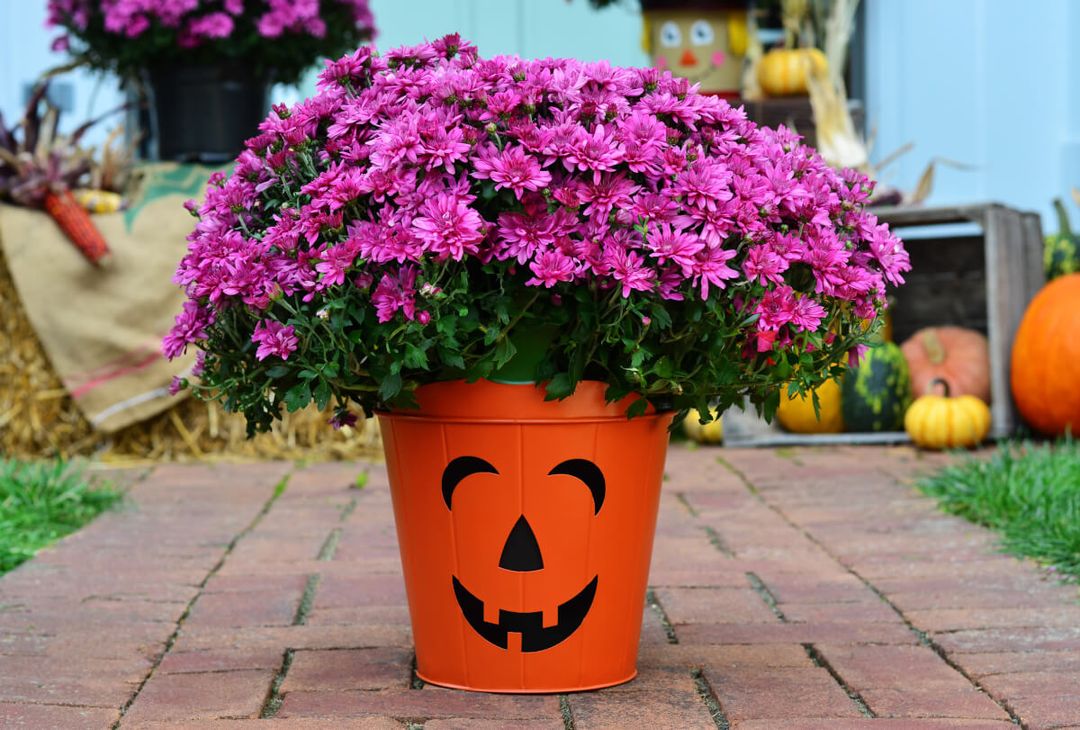 JOCO Growers: Best Spring Flower & Fall Mum Fundraising Greenhouse