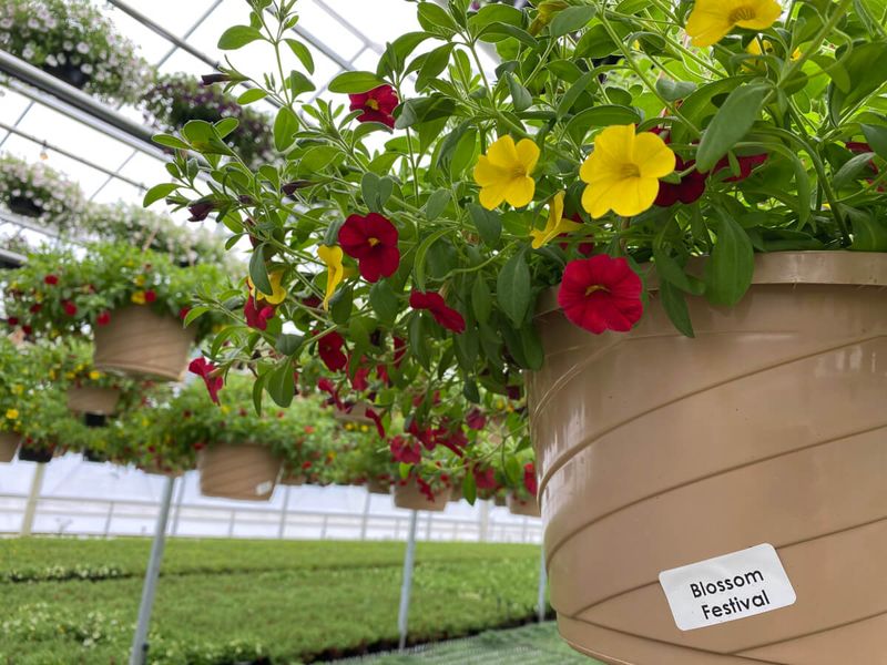 JOCO Growers: Best Spring Flower & Fall Mum Fundraising Greenhouse