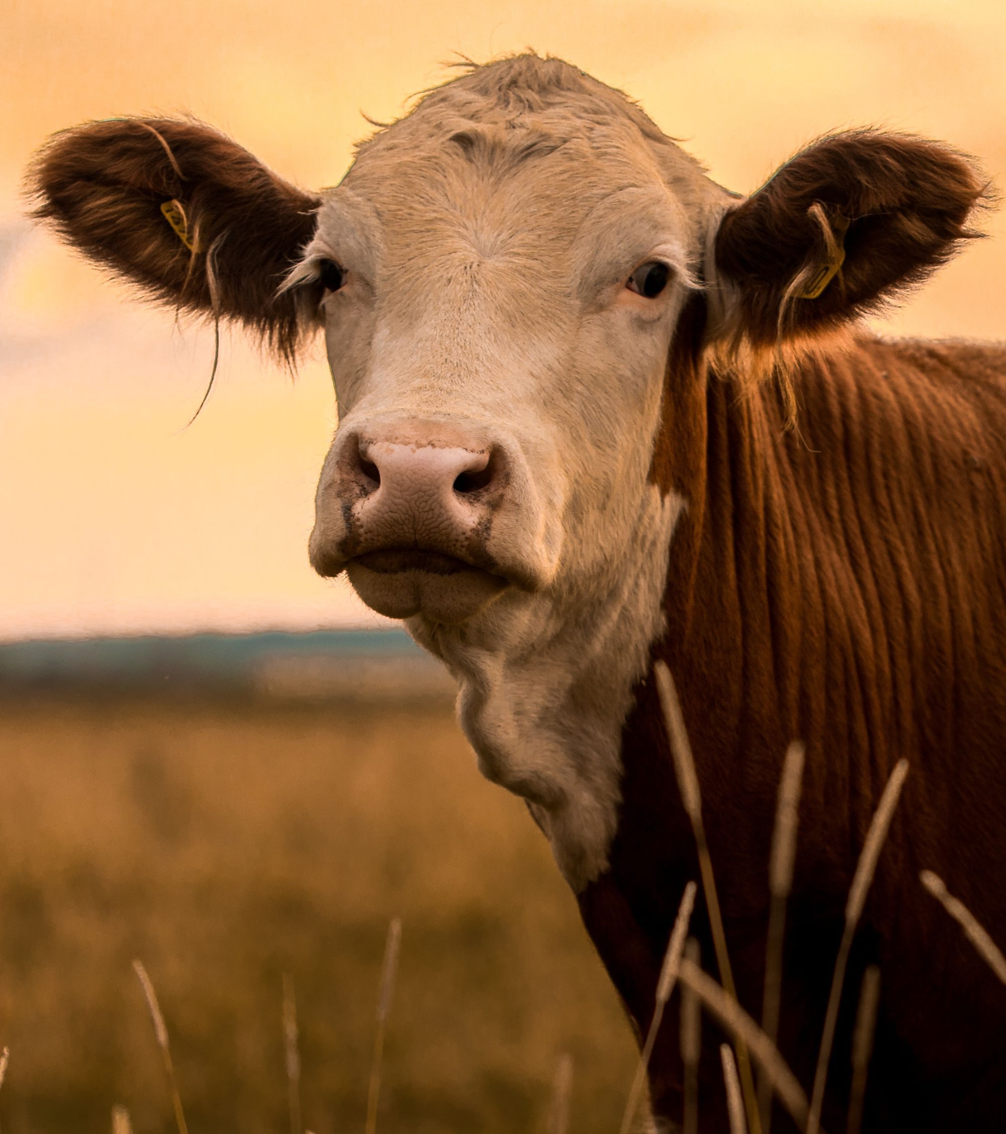 AFOS - Feed Formulation Software