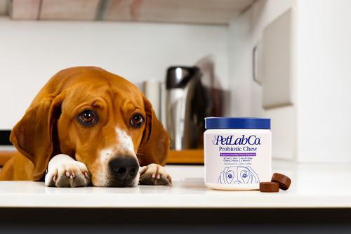 PetLab Co. Probiotics for Dogs Review - Doggy's Digest