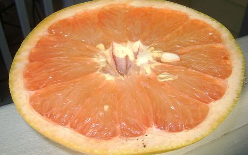 Grapefruit Citrus Tree
