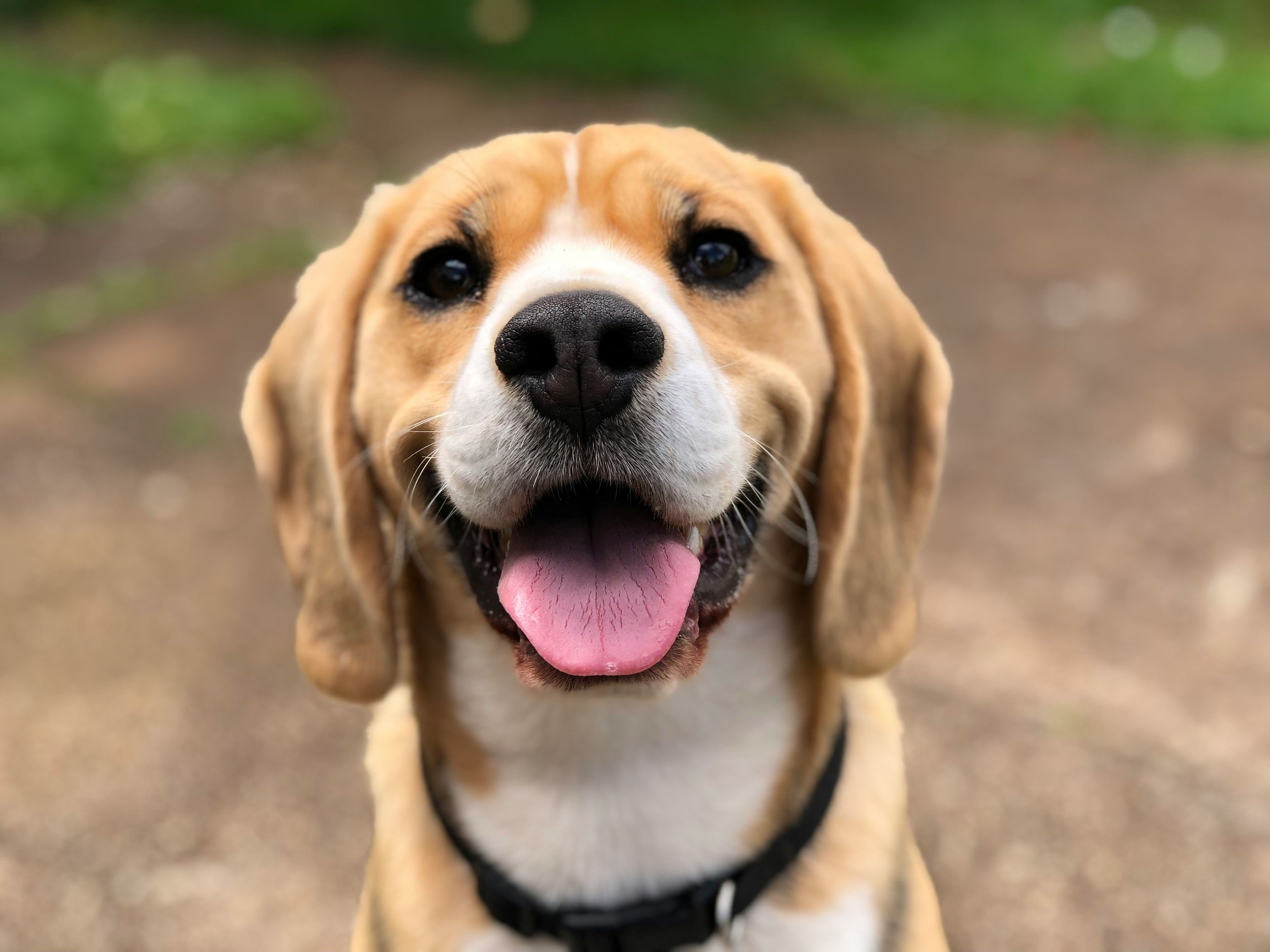 Vision Animal Eye Specialists | Exceptional eye care for pets in the ...