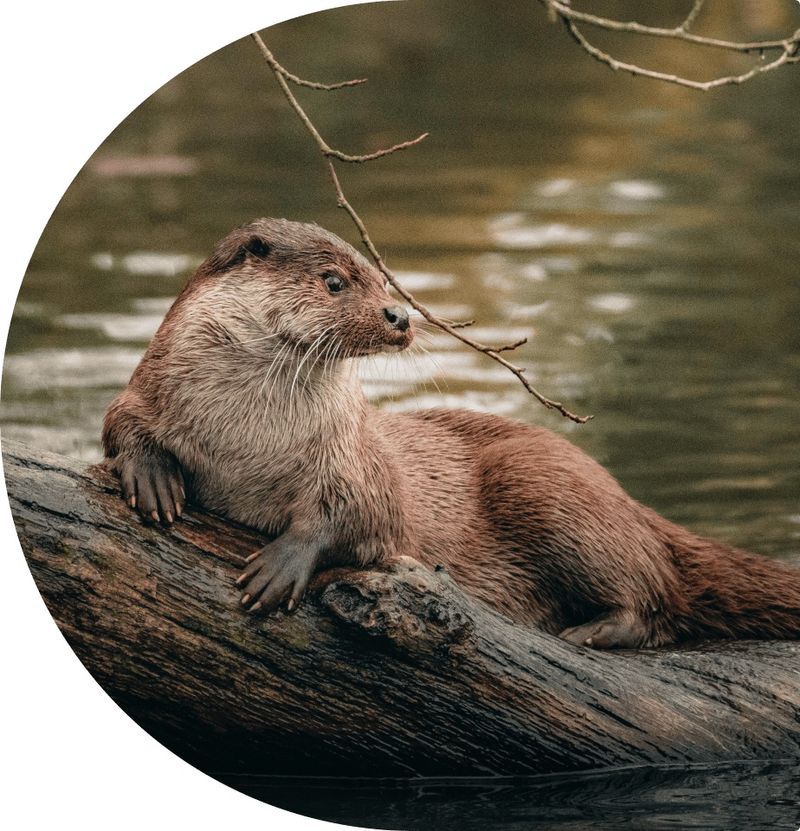 CarbonRun — Healthy Rivers. Healthy Planet.