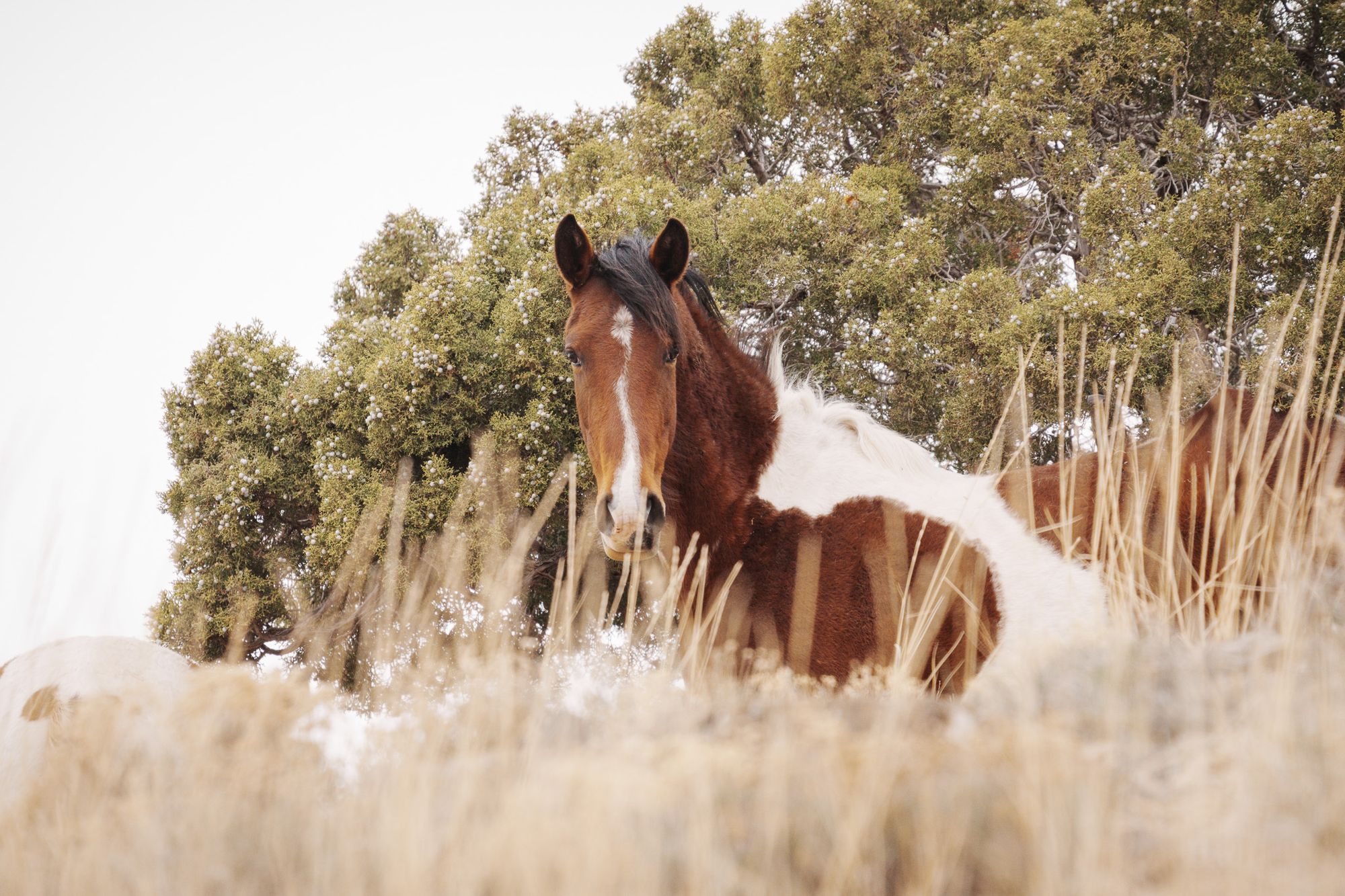 Wild Horse Habitat Use & Movement Patterns - American Wild Horse ...