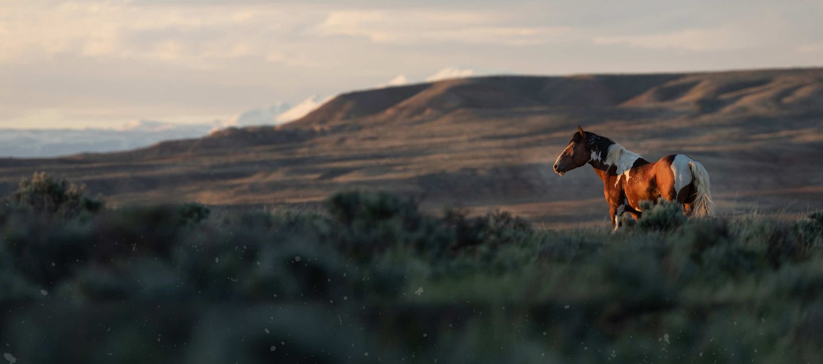 House Passes FY26 Appropriations with Wild Horse Funding and ...