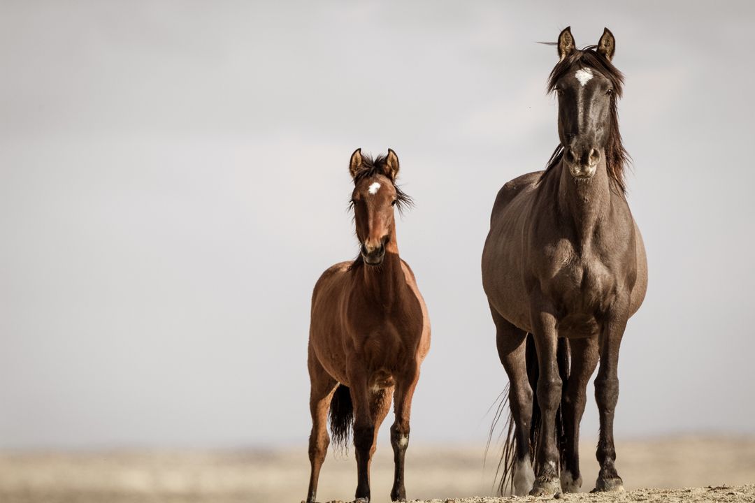 The Reality of Wild Horse Roundups - American Wild Horse Conservation