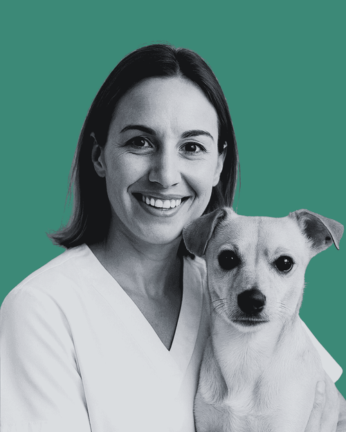 Ask A Vet: Is it safe to give my dog Gravol, and if so, how much should ...