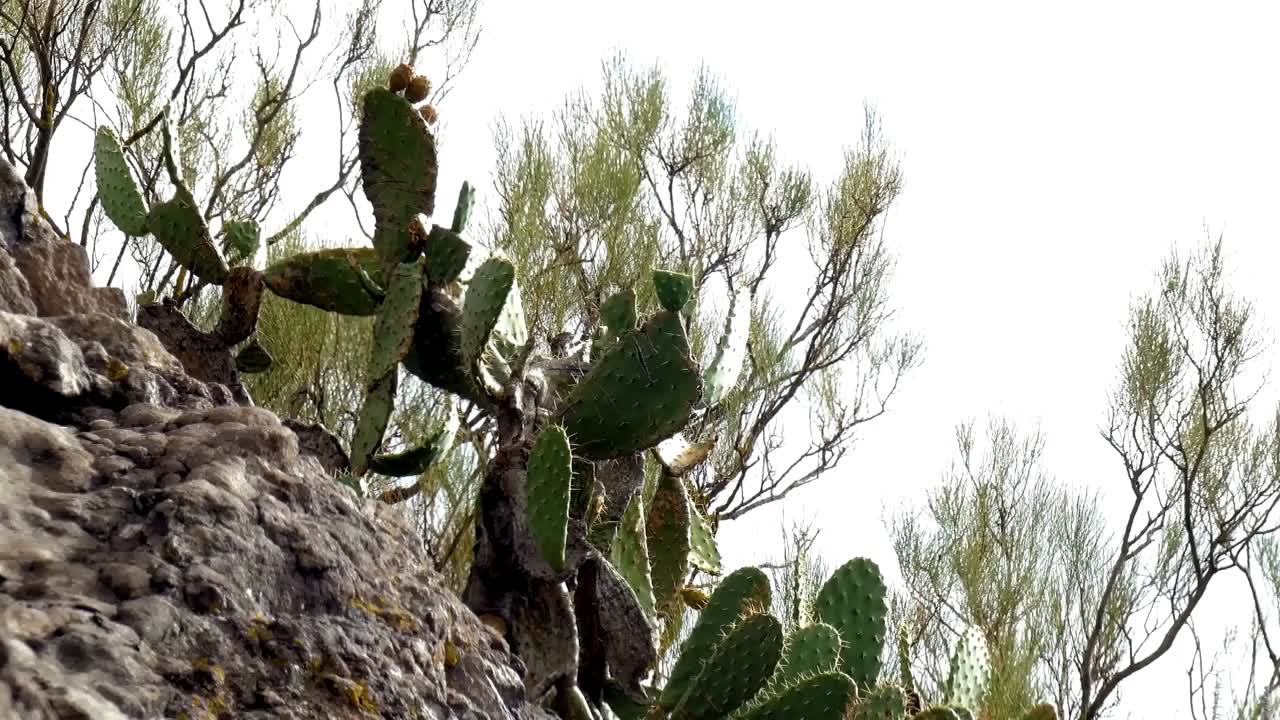 Arizona Spring Championships