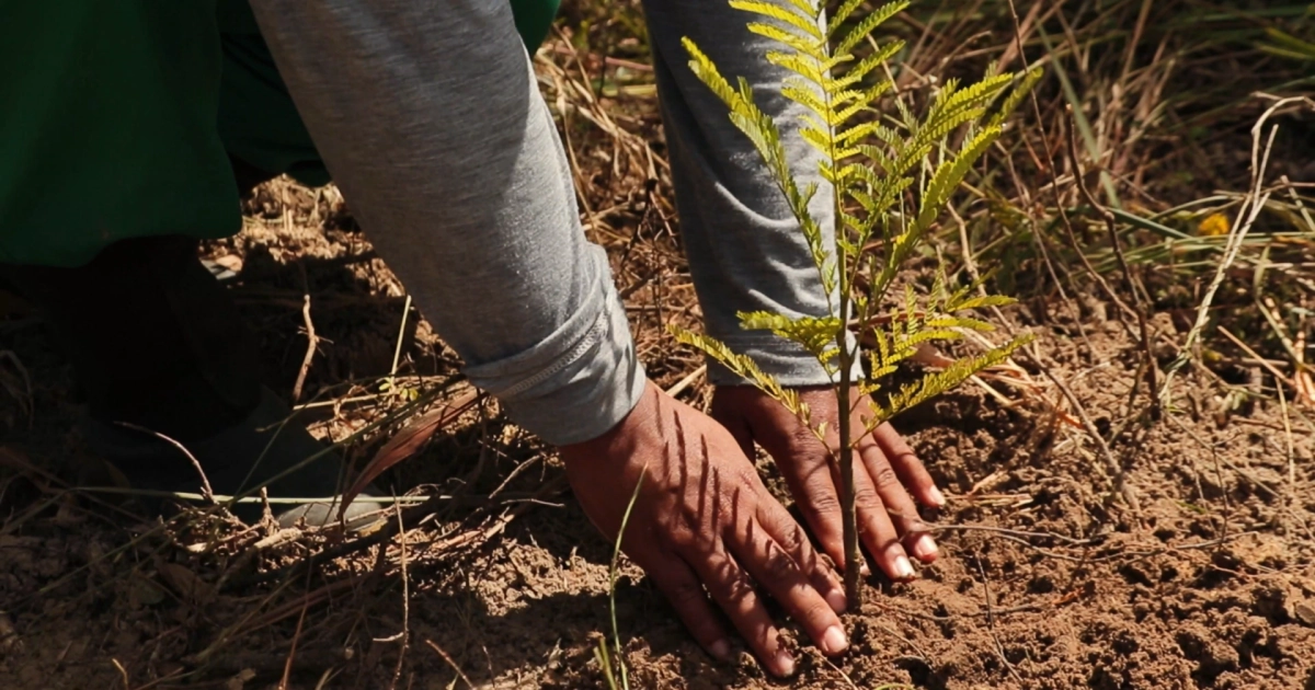 Reforestation de la Forêt Atlantique au Brésil par MORFO