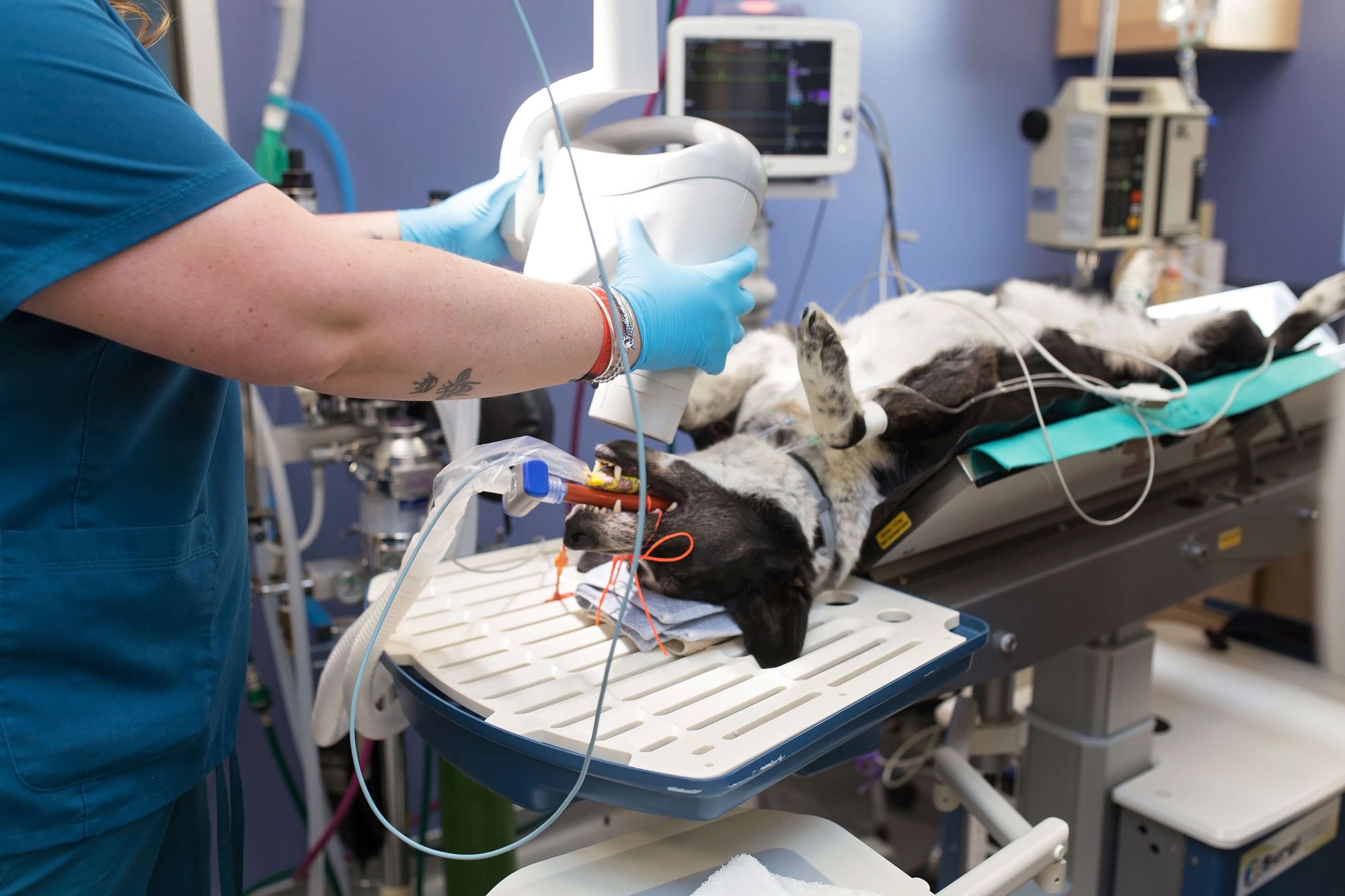 Compassionate Veterinary Care in Fountain Inn, SC | McCraw Veterinary ...