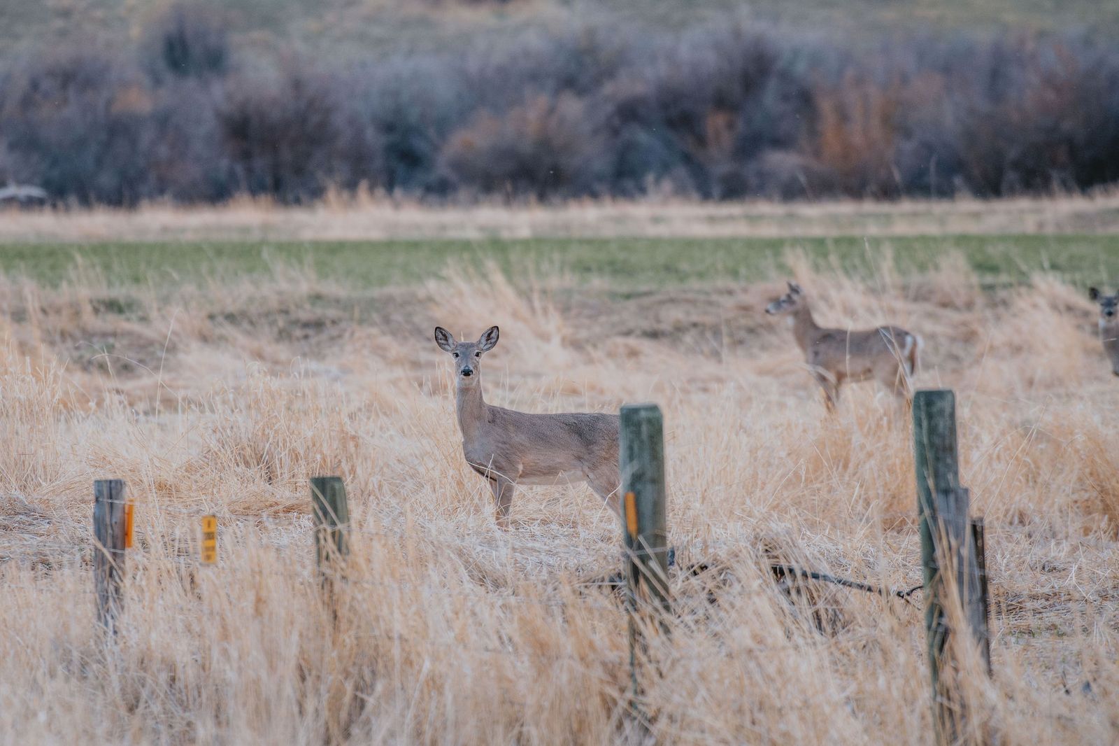 Why Hunting Matters: How Hunters Keep Economies Thriving and Prevent ...