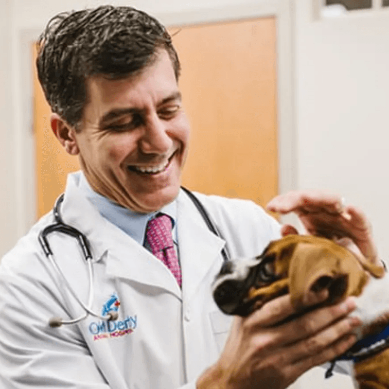 PerioVive hyaluronic acid for veterinary dental applications