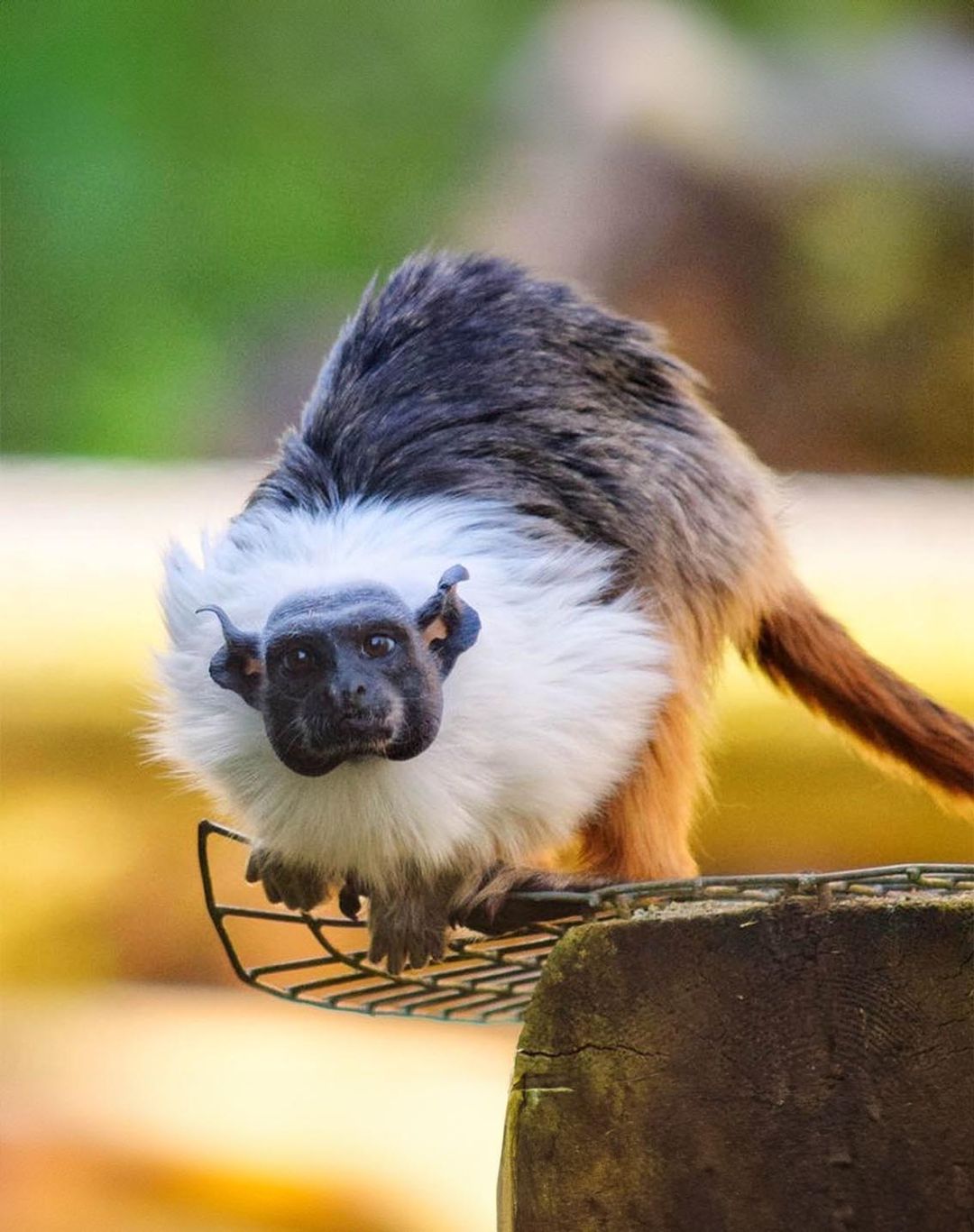 Banham Zoo | Norfolk’s Best Family Day Out