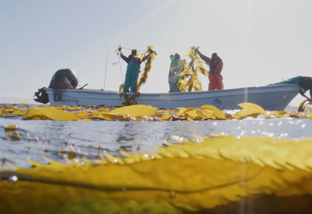 About Kelp Blue | Innovating Ocean Farming & Sustainable Agriculture