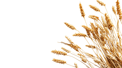 About Kelp Blue | Innovating Ocean Farming & Sustainable Agriculture