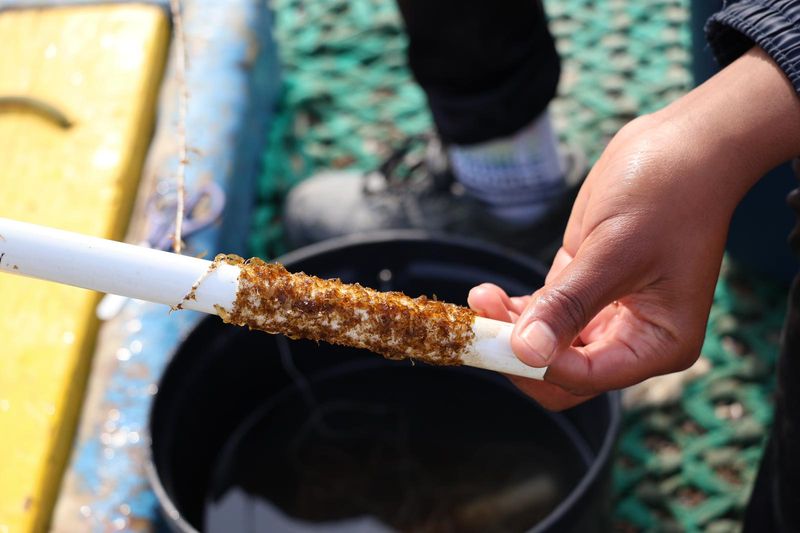 About Kelp Blue | Innovating Ocean Farming & Sustainable Agriculture