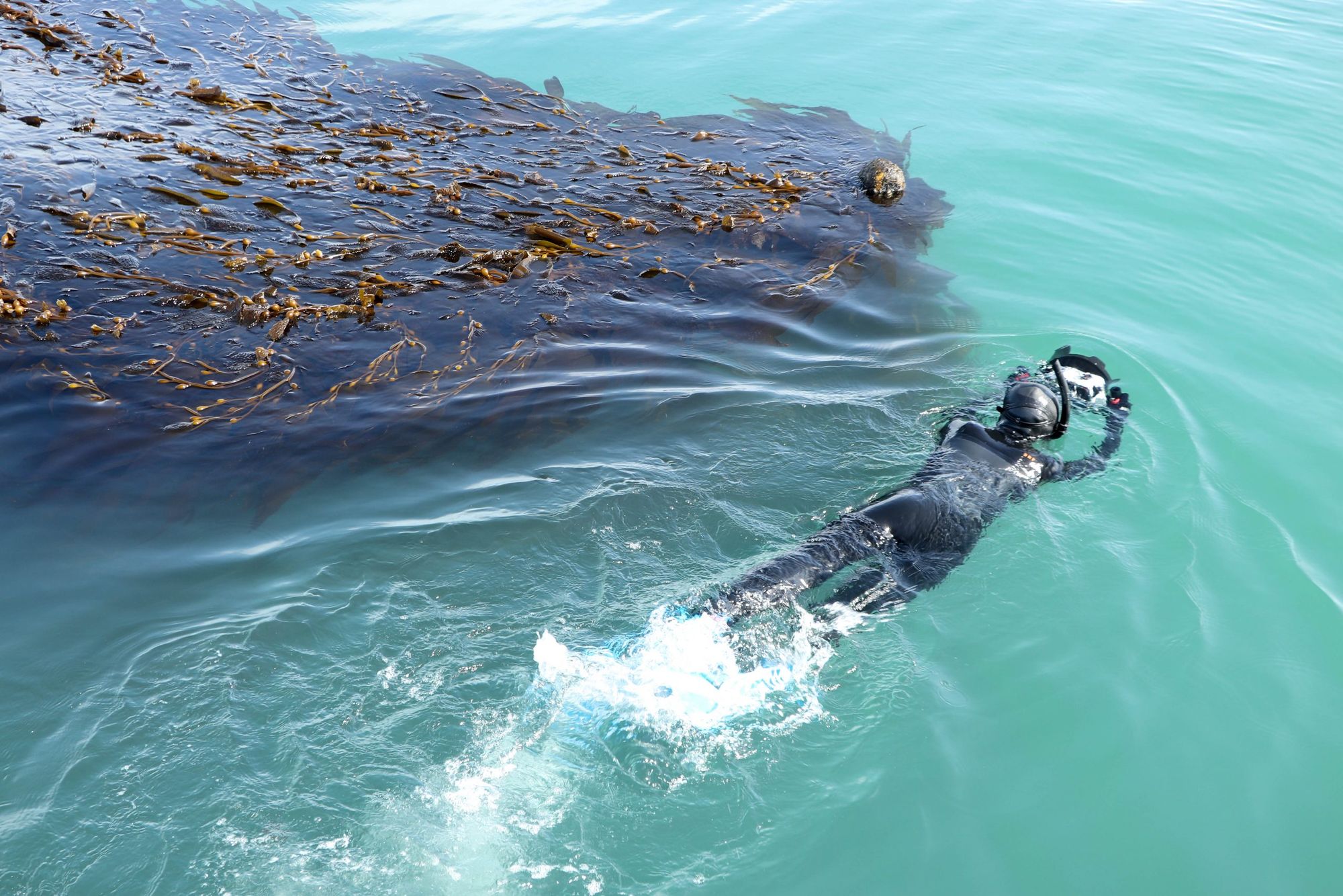 About Kelp Blue | Innovating Ocean Farming & Sustainable Agriculture