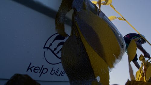 About Kelp Blue | Innovating Ocean Farming & Sustainable Agriculture