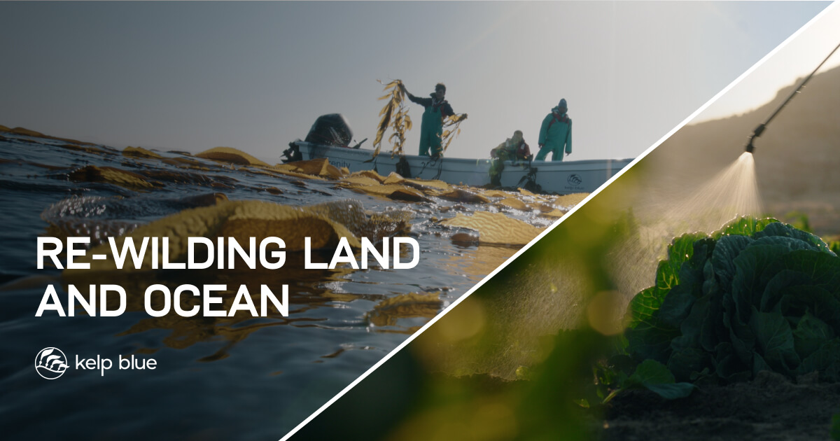 Sustainable Ocean Farming & Agricultural Innovation | Kelp Blue
