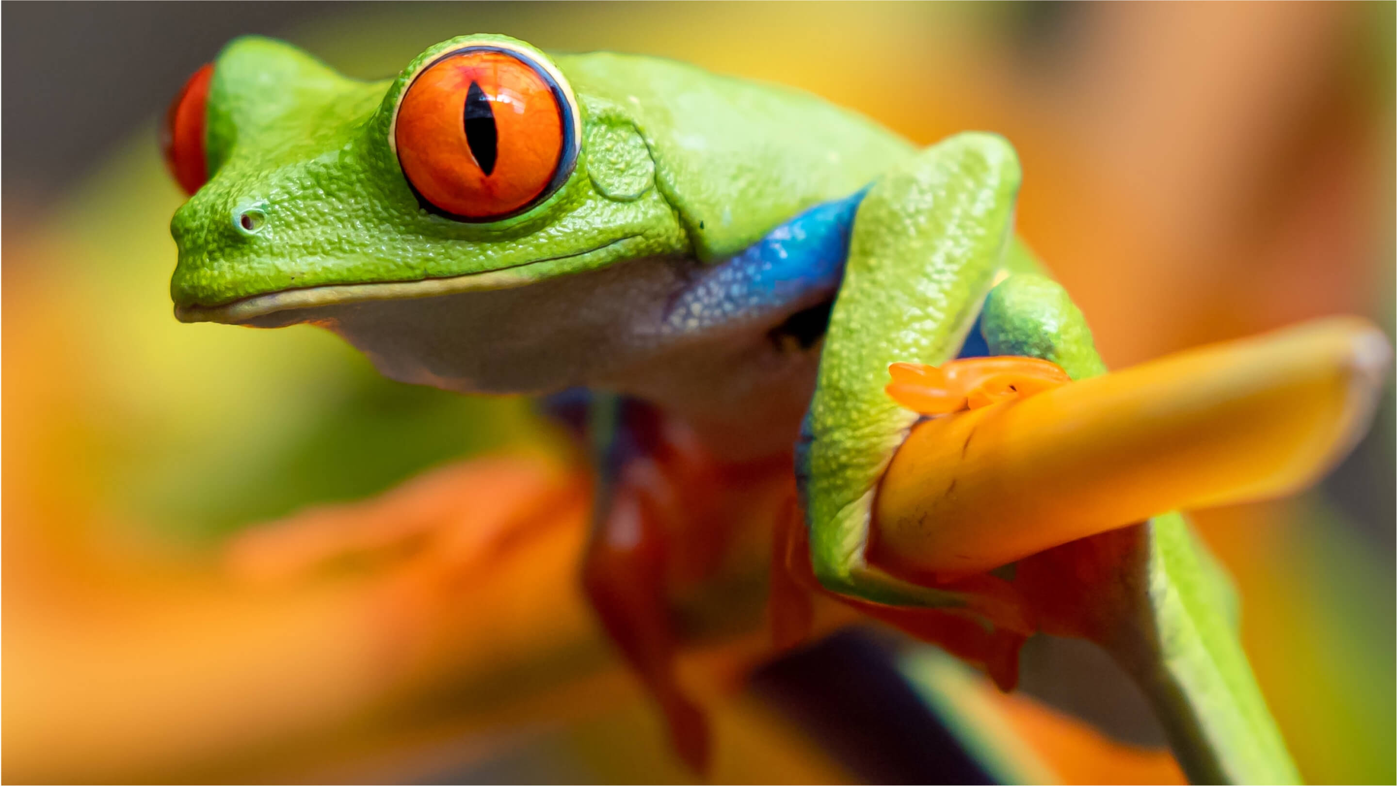 Frogs: The Jungle’s Heart - Streaming X - Webflow Ecommerce website ...