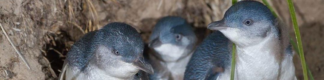 Timaru Accommodation with Ocean Views | Bay Viaduct Motor Lodge