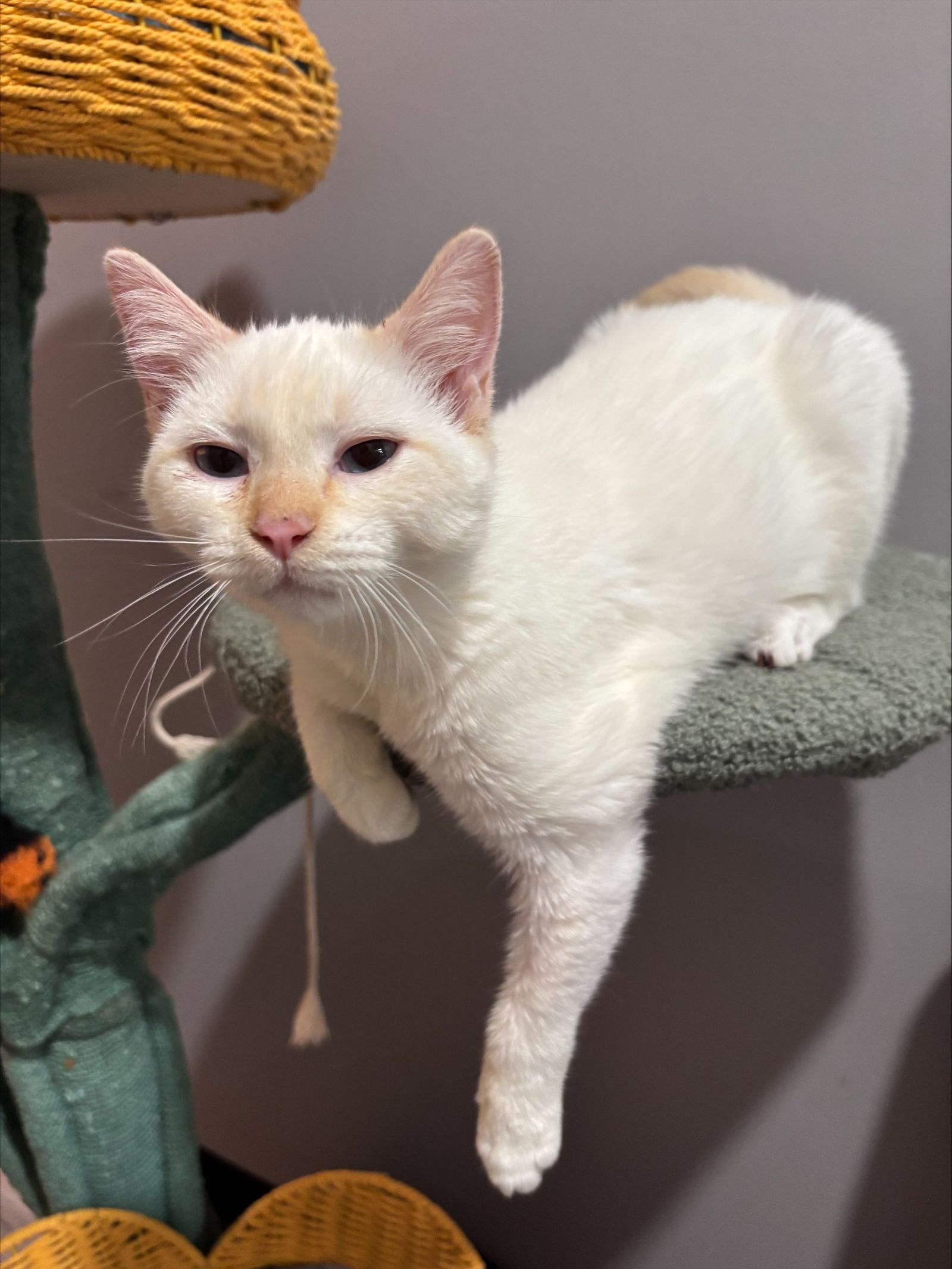 Adoptable - Webflow CMS Website Template