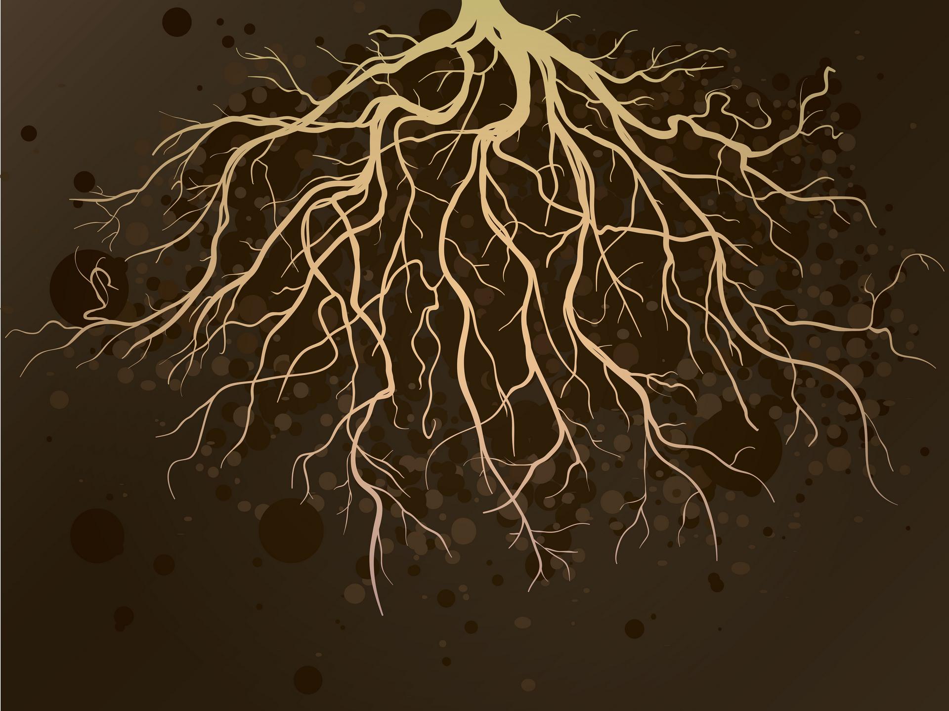 Compre Trichoderma longibrachiatum | Inoculante de suelo para la salud ...