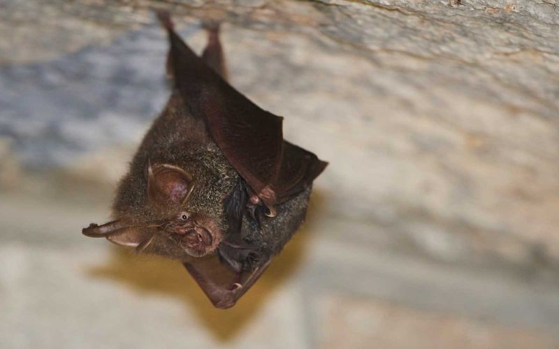 Bat emergence survey