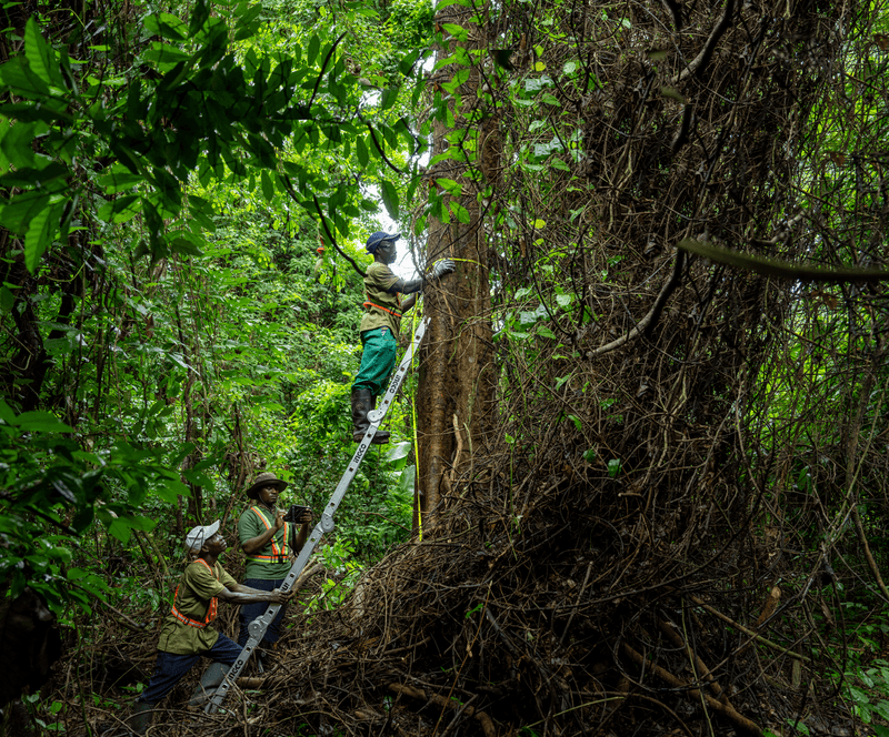 Rainforest Builder | The future is restorable