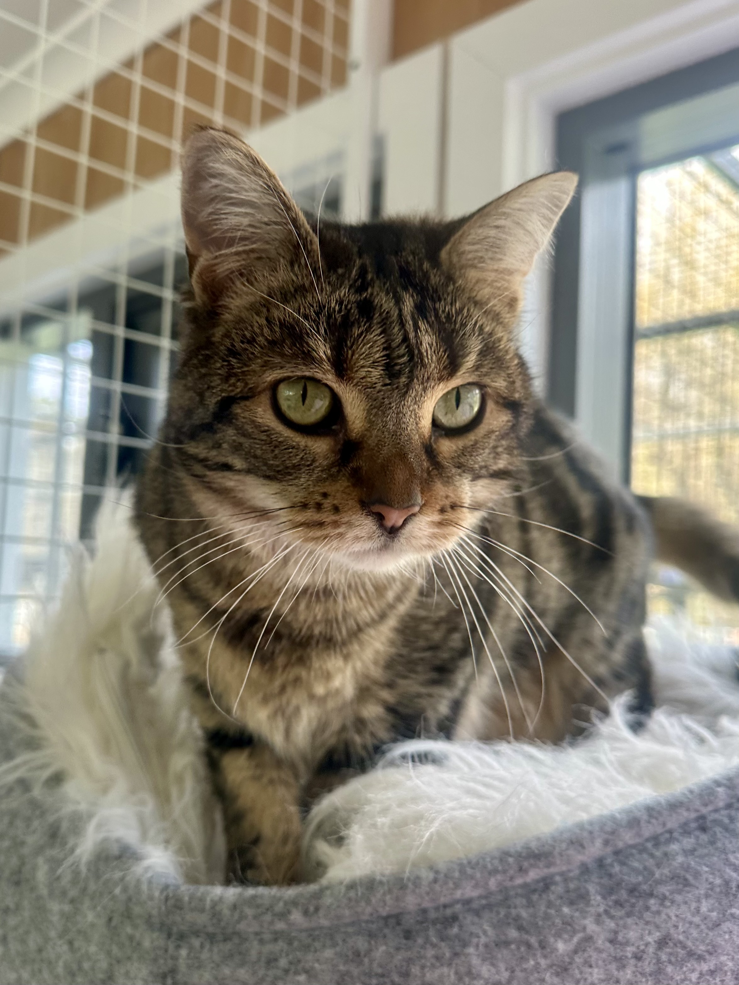 Adopt a Cat | MAAW Animal Shelter