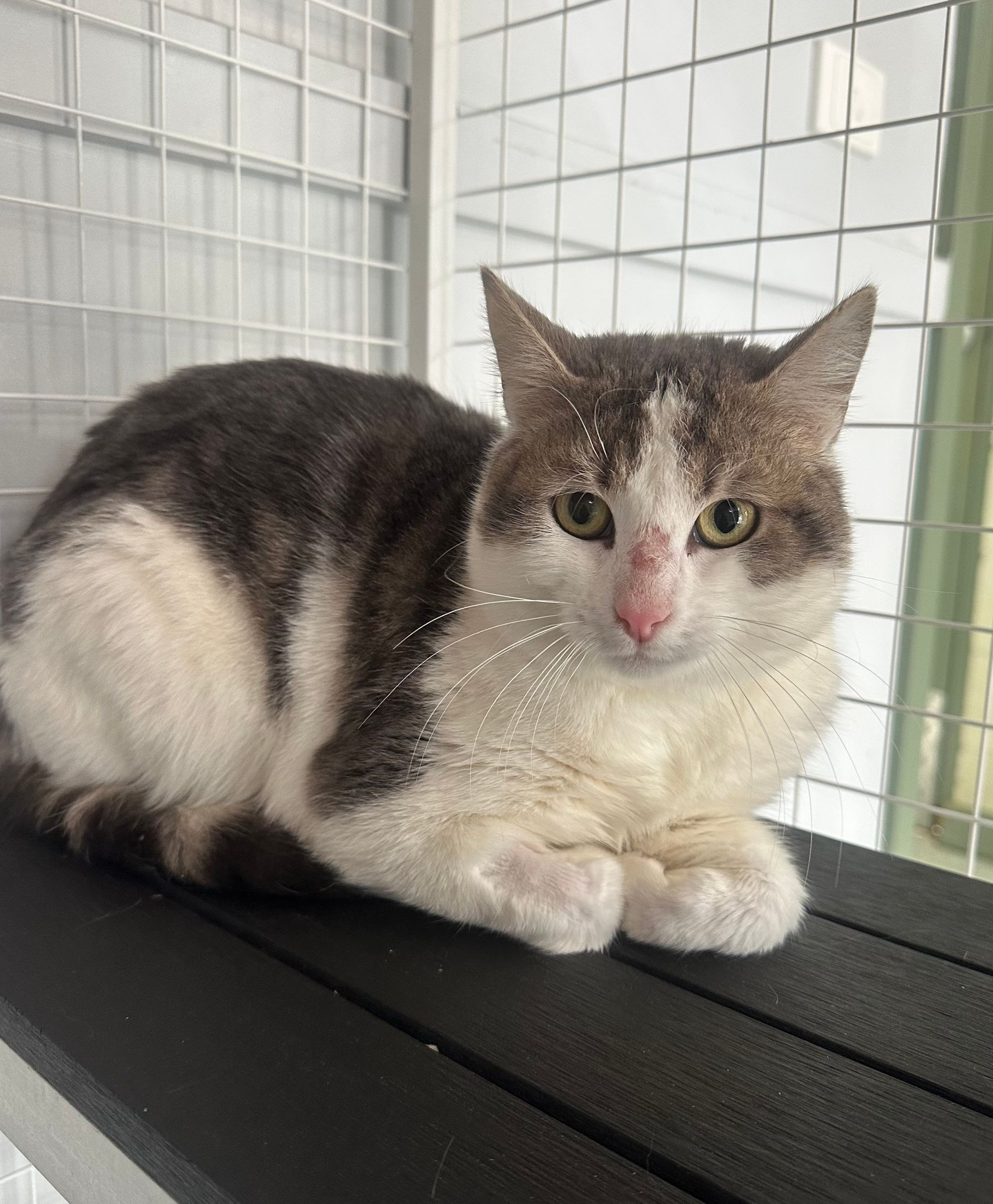 maaw.org.au