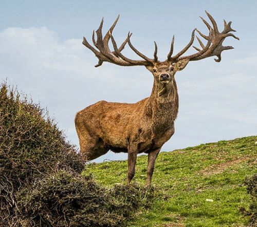 Discover the ultimate Red Stag hunting experience with Venator New ...